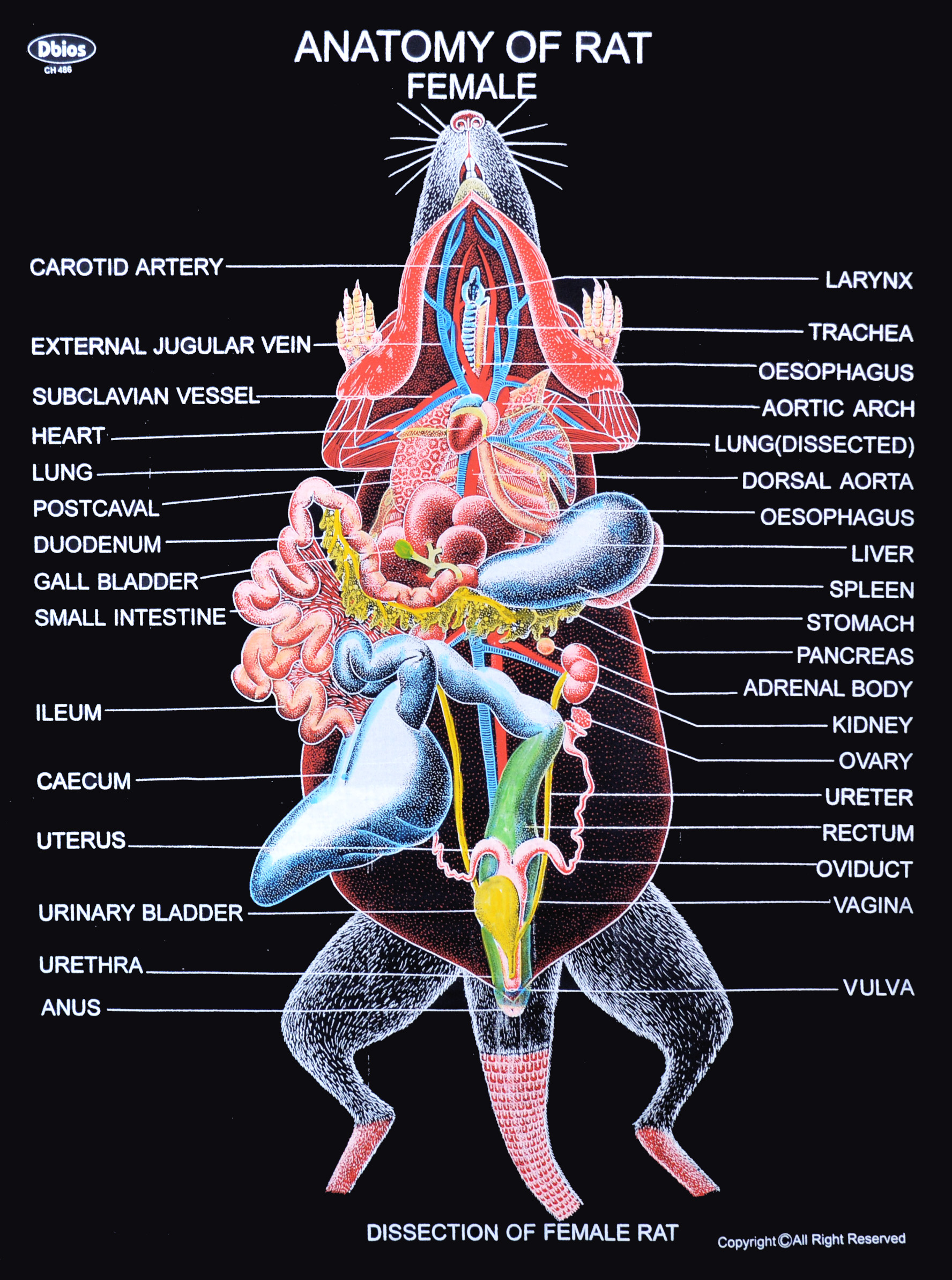 CH 486 RAT GENERAL ANATOMY-FEMALE | Dbios Charts