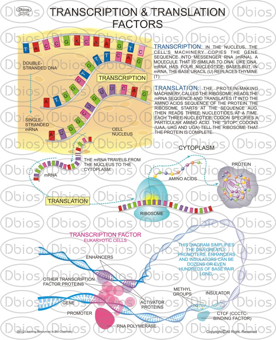 Transcription Medical Charts
