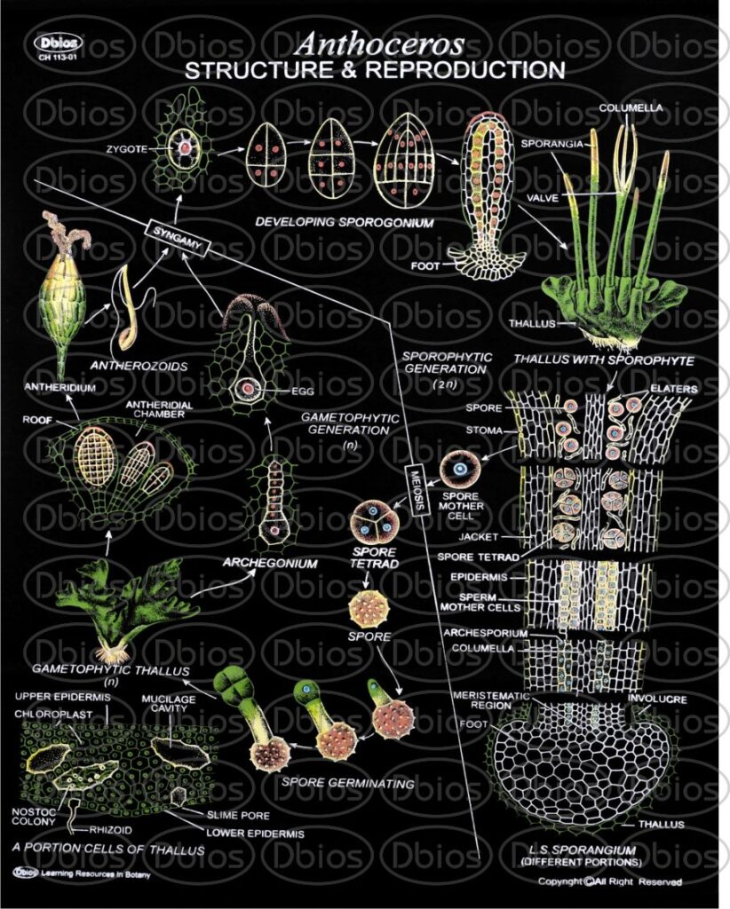 Botany | Dbios Charts