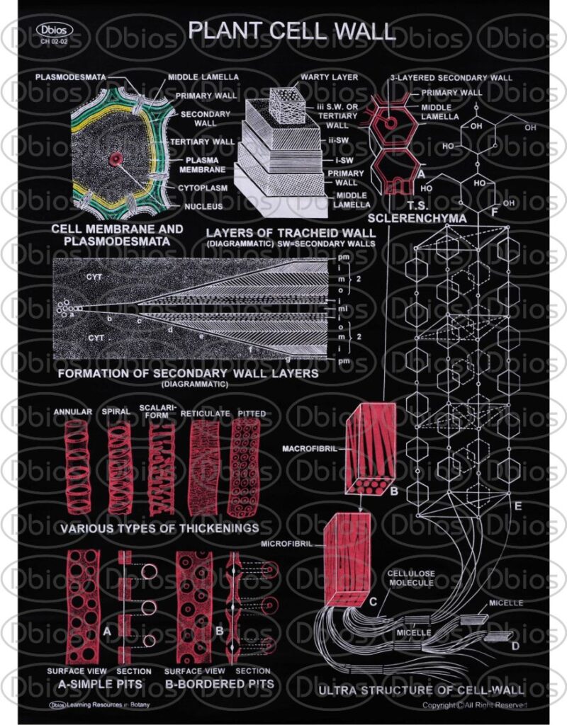 Biology | Dbios Charts