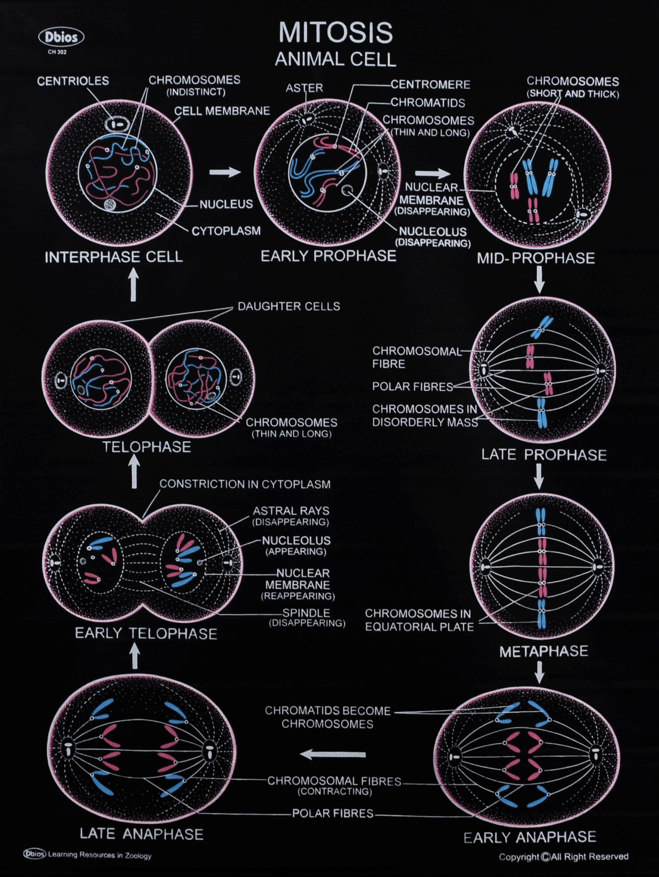 CH 302 Animal Mitosis Cell Division | Dbios Charts