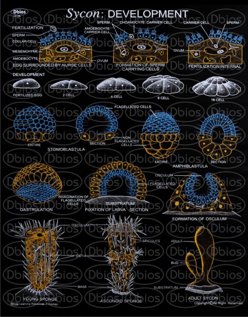 CH 326 SYCON DEVELOPMENT | Dbios Charts