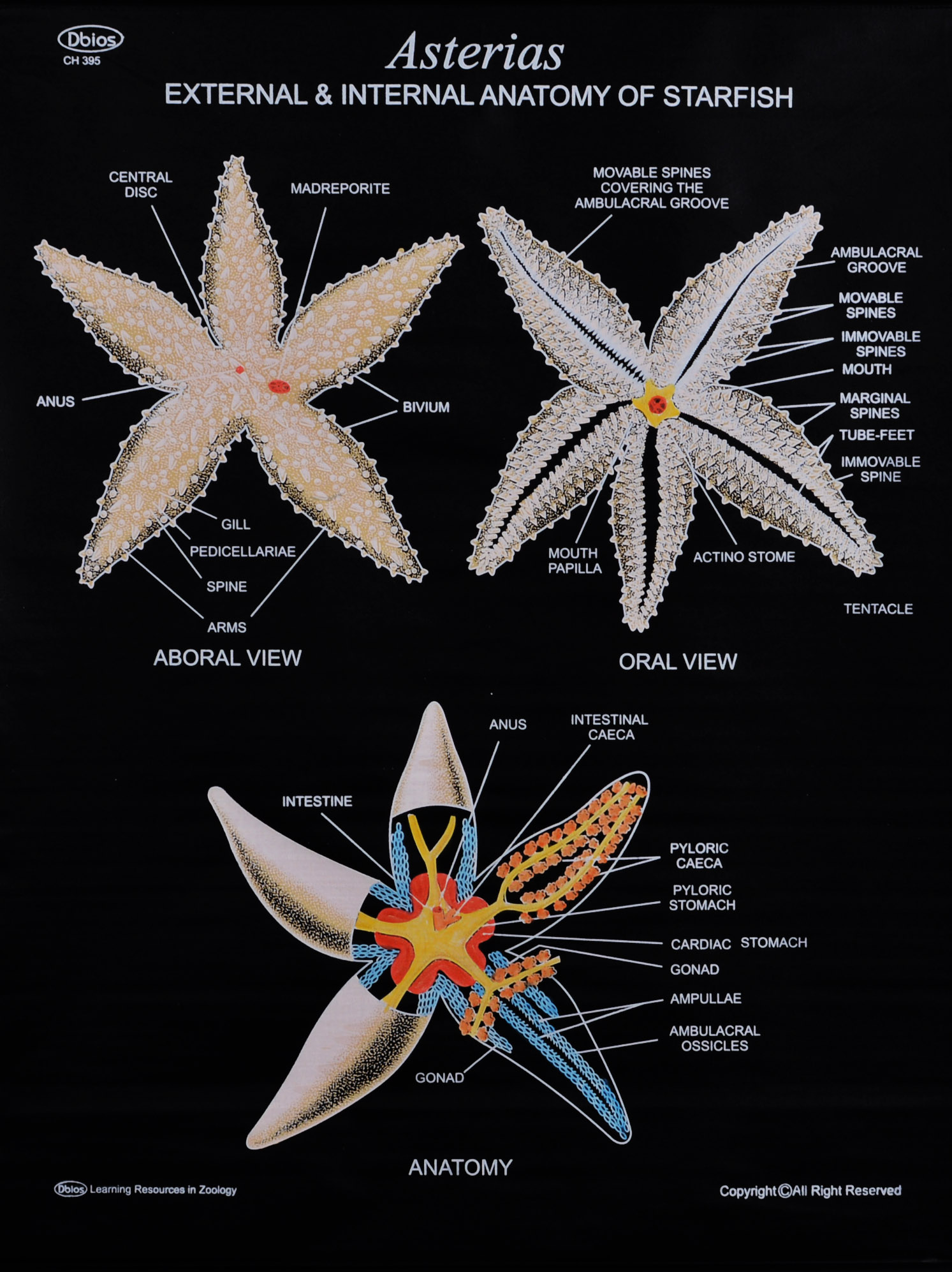Starfish Diagram Bivium