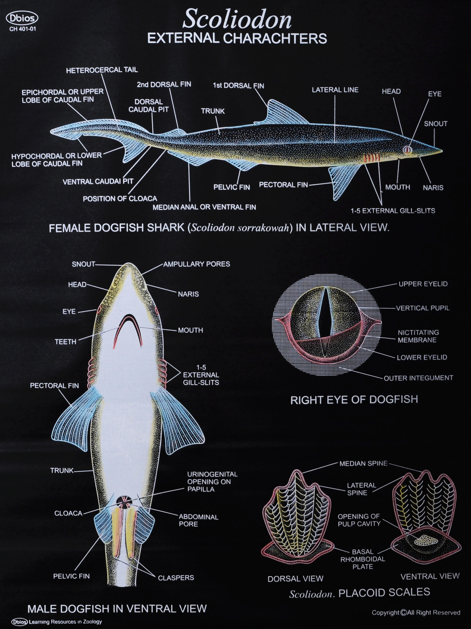 CH 401 SCOLIODON EXTERNAL CHARACTERS | Dbios Charts