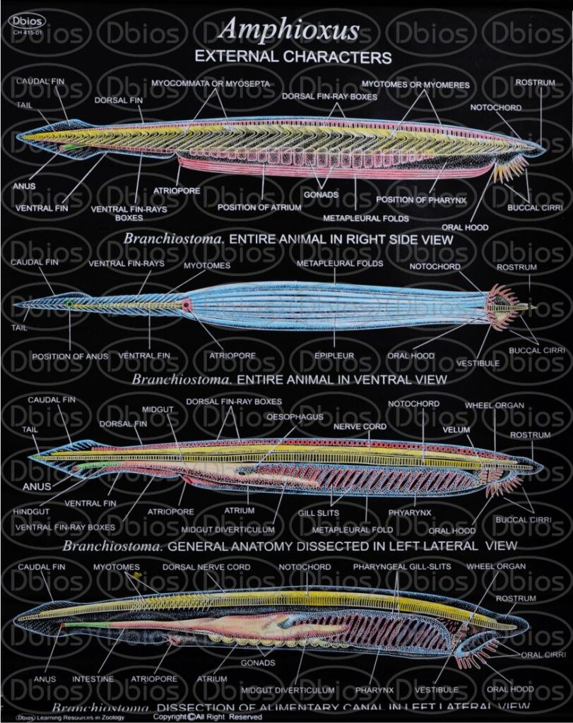 CH 415 AMPHIOXUS EXTERNAL CHARACTERS | Dbios Charts
