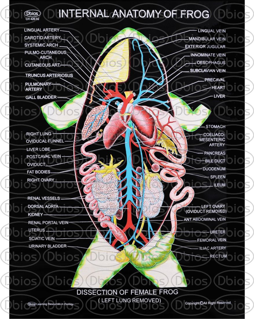 CH 426 FROG INTERNAL ANATOMY | Dbios Charts