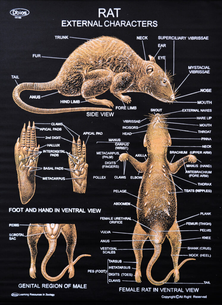 Mammals | Dbios Charts
