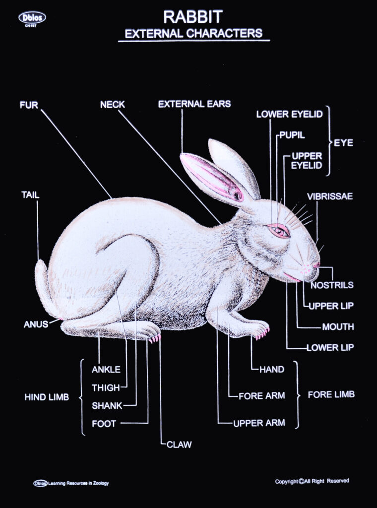 Mammals | Dbios Charts