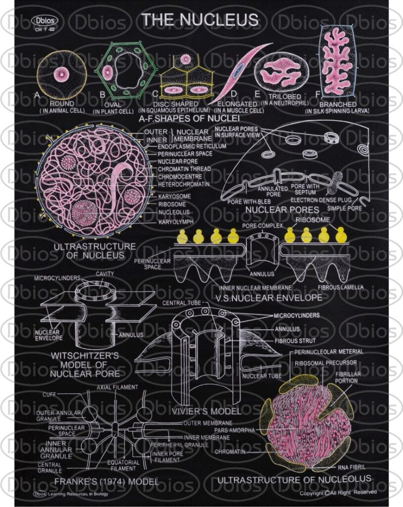 Biology | Dbios Charts
